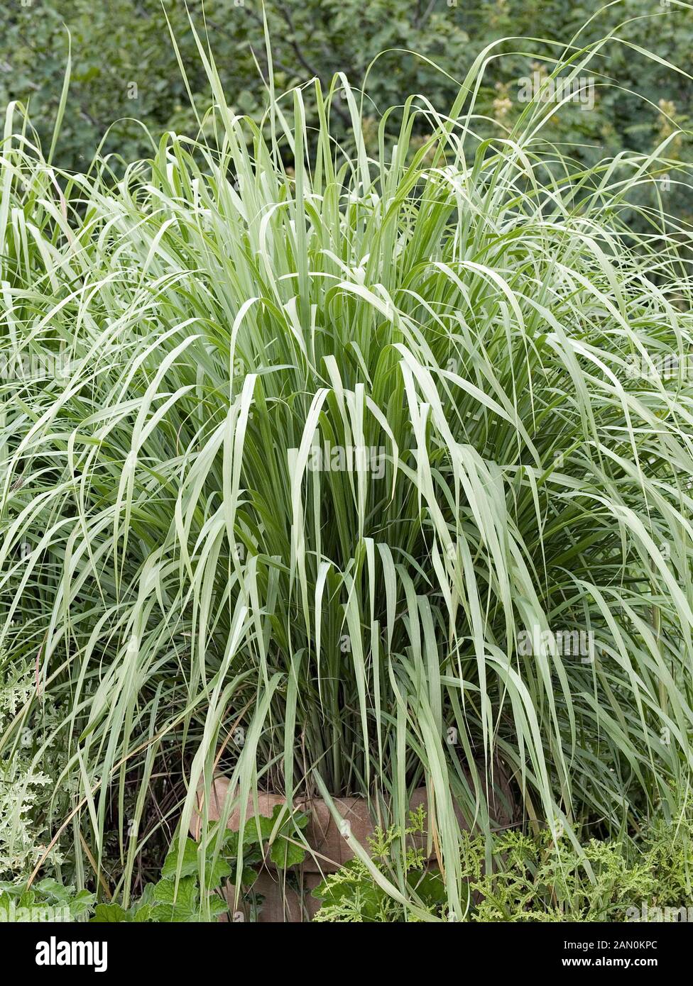 Cymbopogon citratus lemon grass hi-res stock photography and images - Alamy