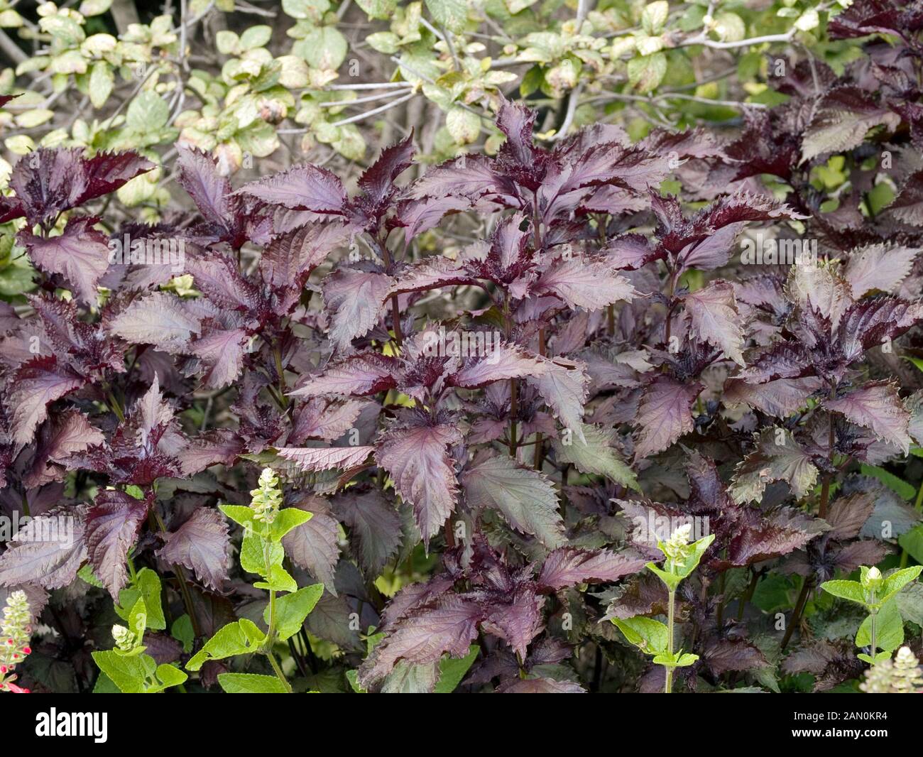 Purple Ruffles Basil High Resolution Stock Photography and Images - Alamy