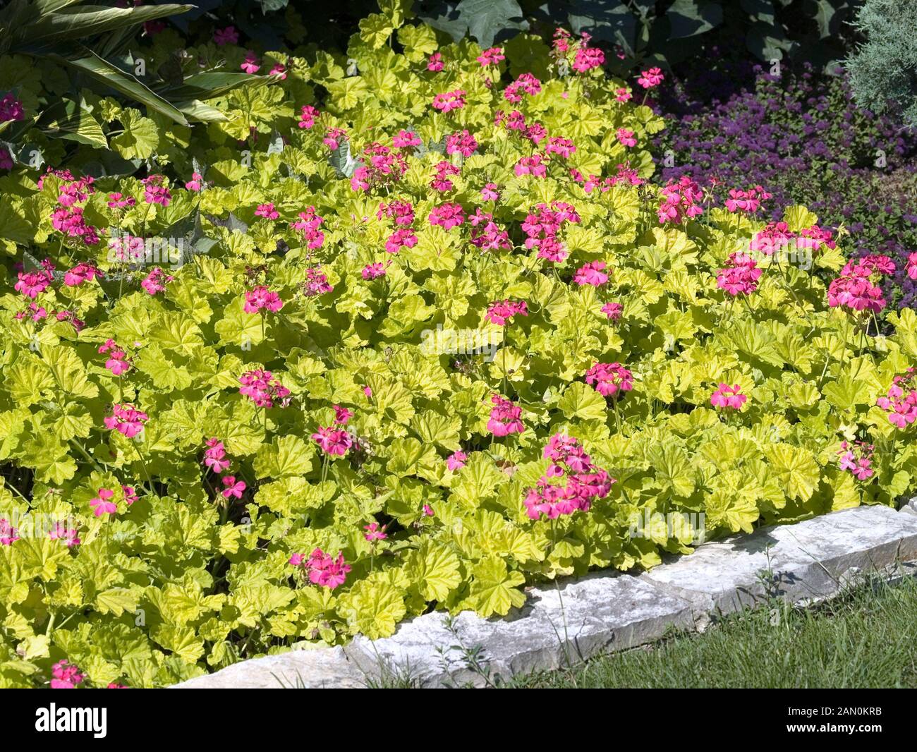 Pelargonium And Border High Resolution Stock Photography and Images - Alamy
