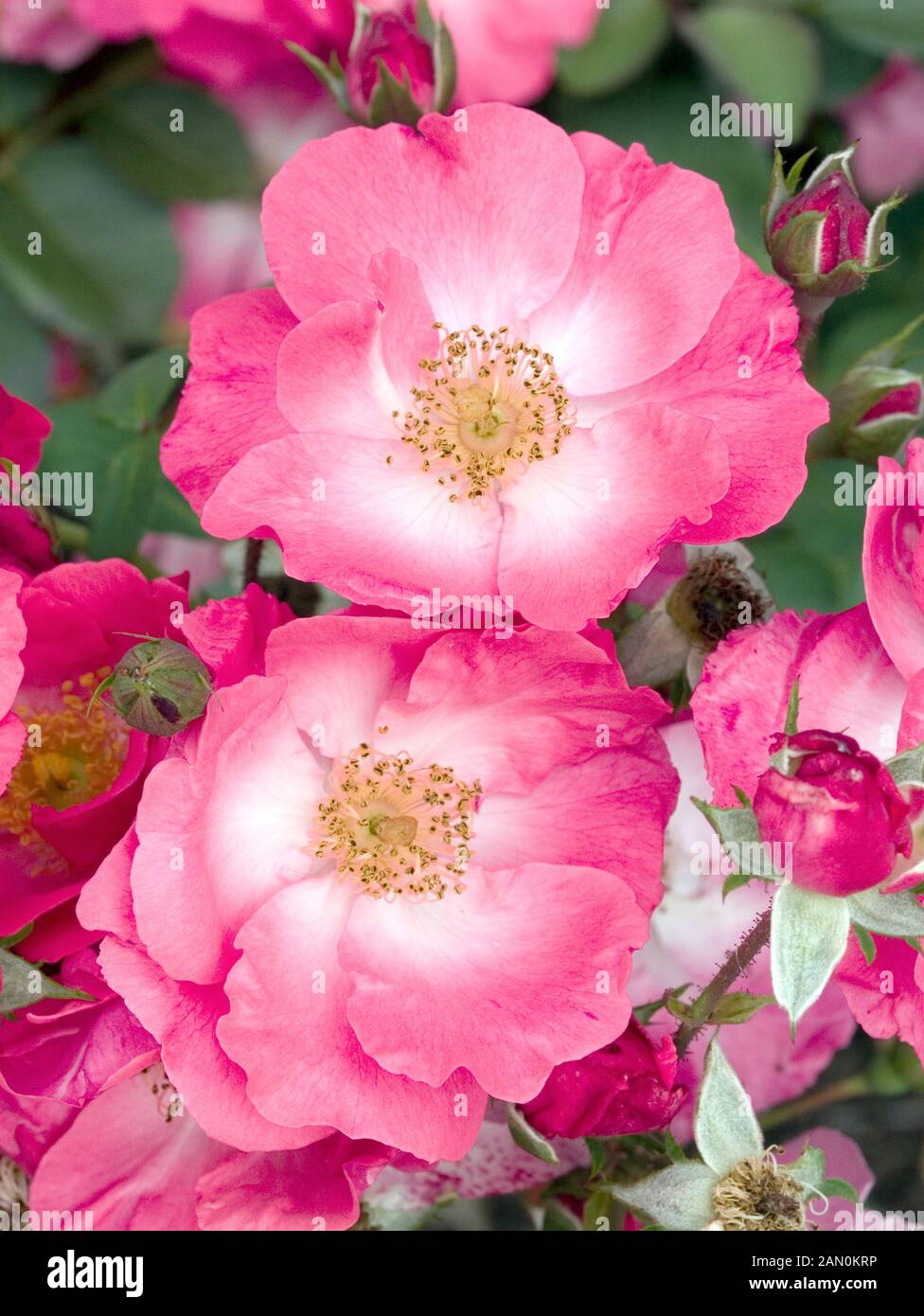 Chuckles hi-res stock photography and images - Alamy