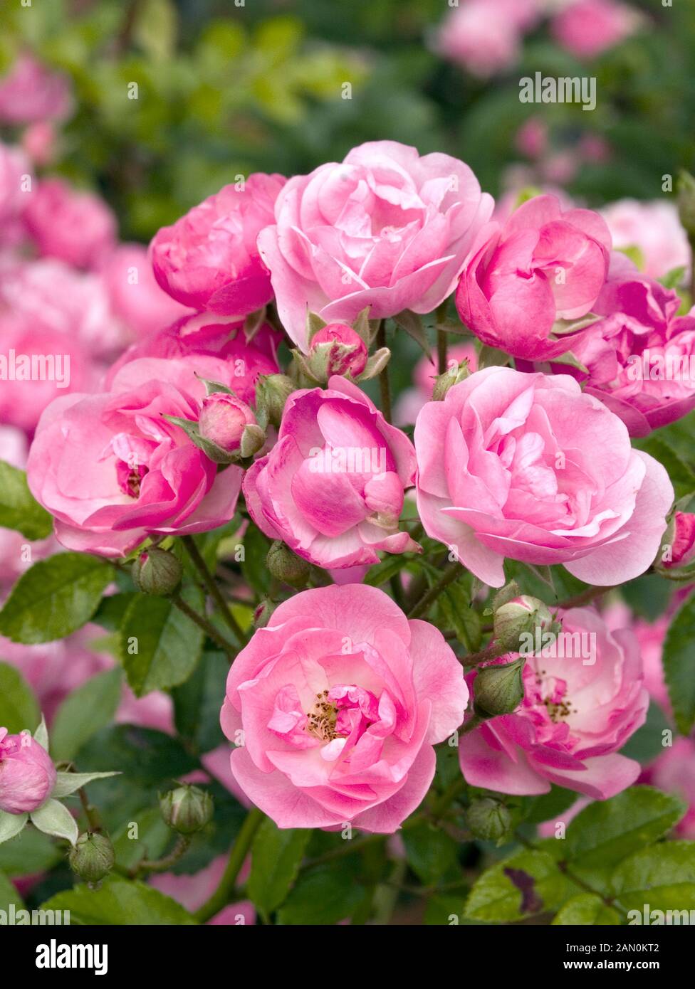 Madison rose hi-res stock photography and images - Alamy
