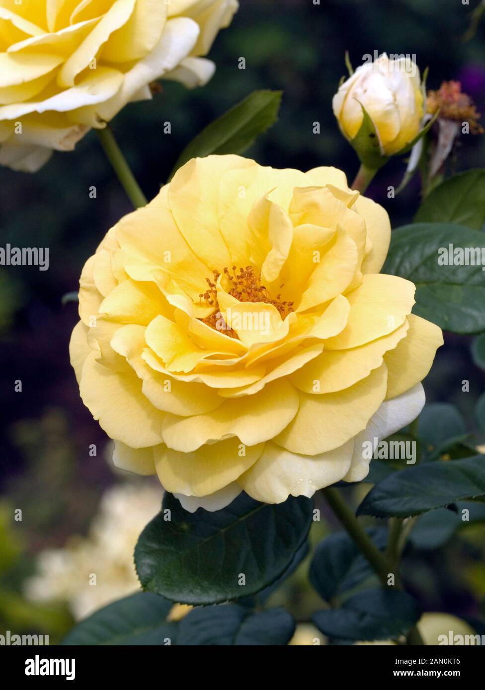 Michelangelo rose hi-res stock photography and images - Alamy