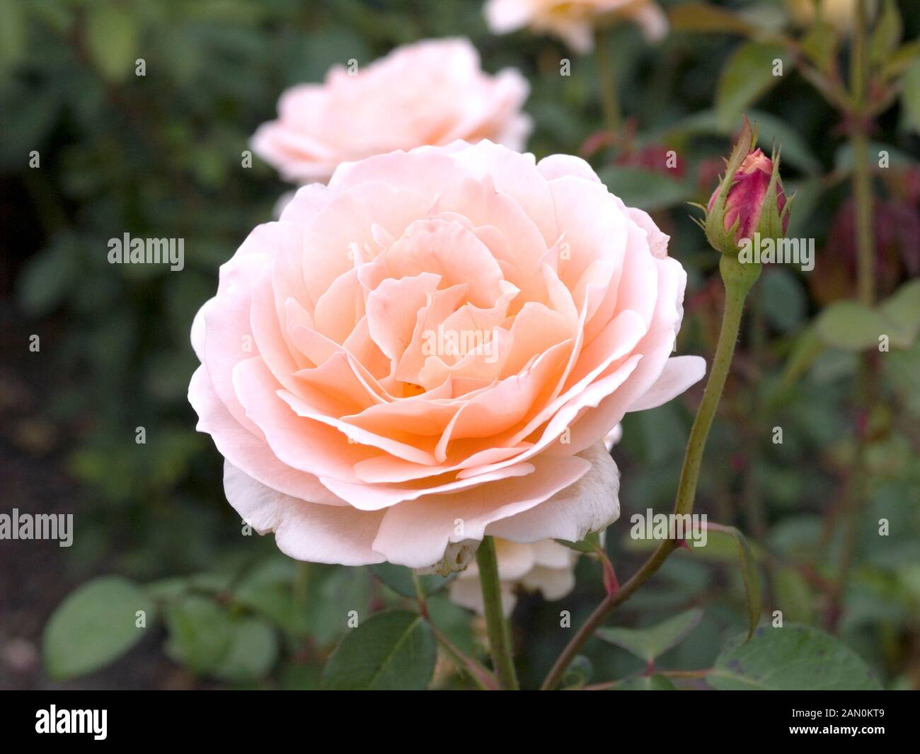 Tamora hi-res stock photography and images - Alamy