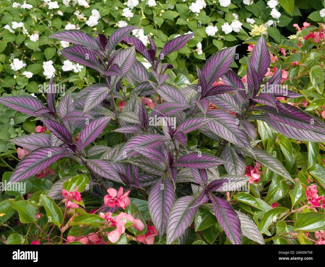 Strobilanthes Dyerianus High Resolution Stock Photography and Images ...
