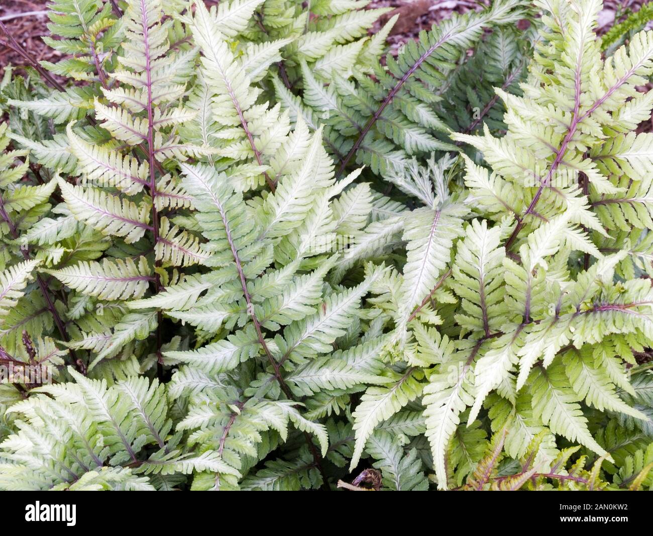 Apple court garden hi-res stock photography and images - Alamy