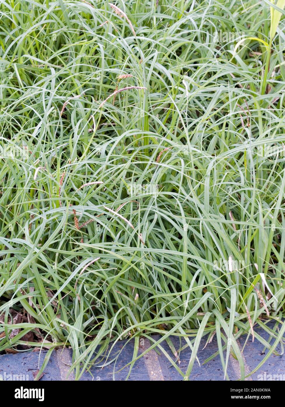 CAREX GLAUCA (SYN. CAREX FLACCA) (BLUE SEDGE Stock Photo - Alamy