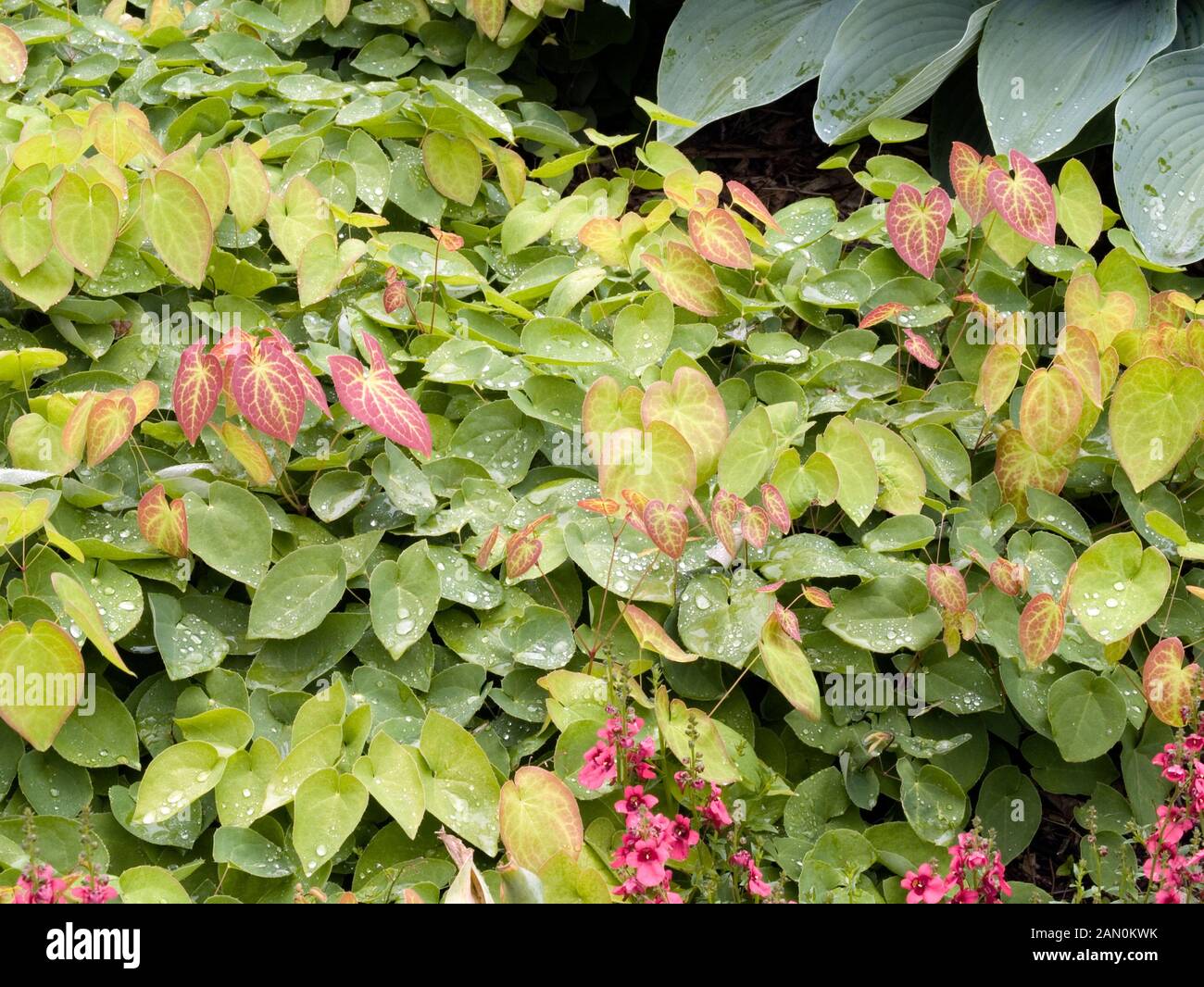 Epimedium versicolor ‘sulphureum' hi-res stock photography and images ...
