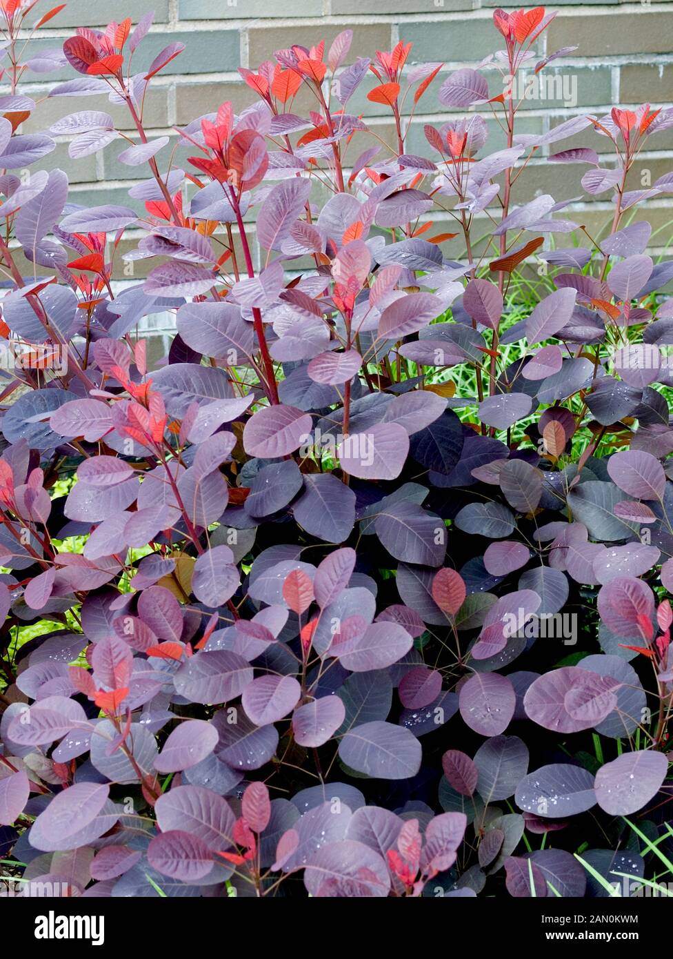 Cotinus Coggygria Velvet Cloak High Resolution Stock Photography and ...