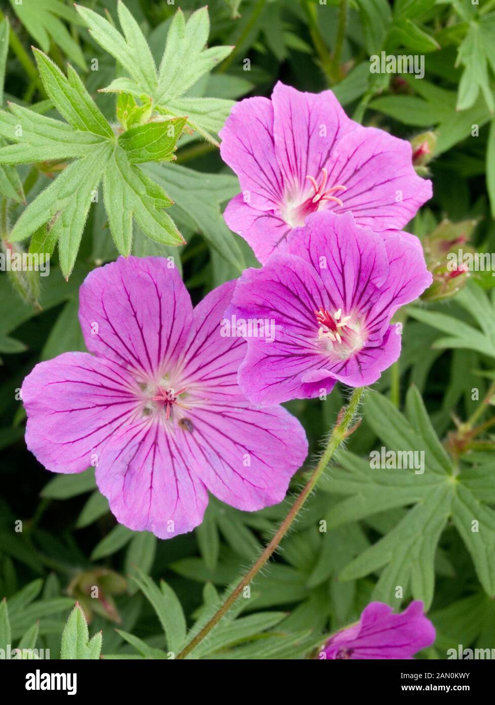 Tiny monster hi-res stock photography and images - Alamy