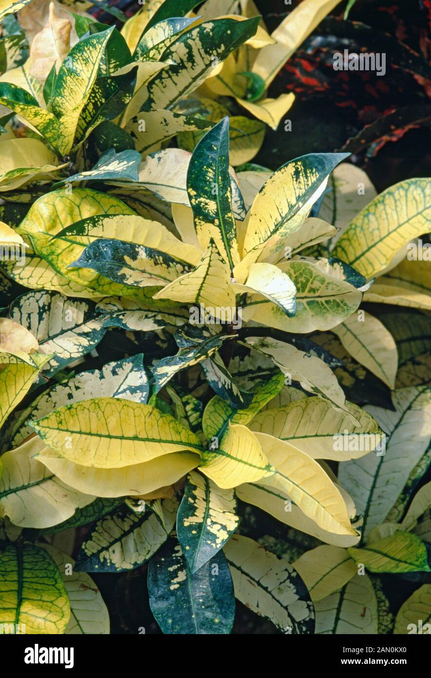 Codiaeum variegatum iceton yellow hi-res stock photography and images ...