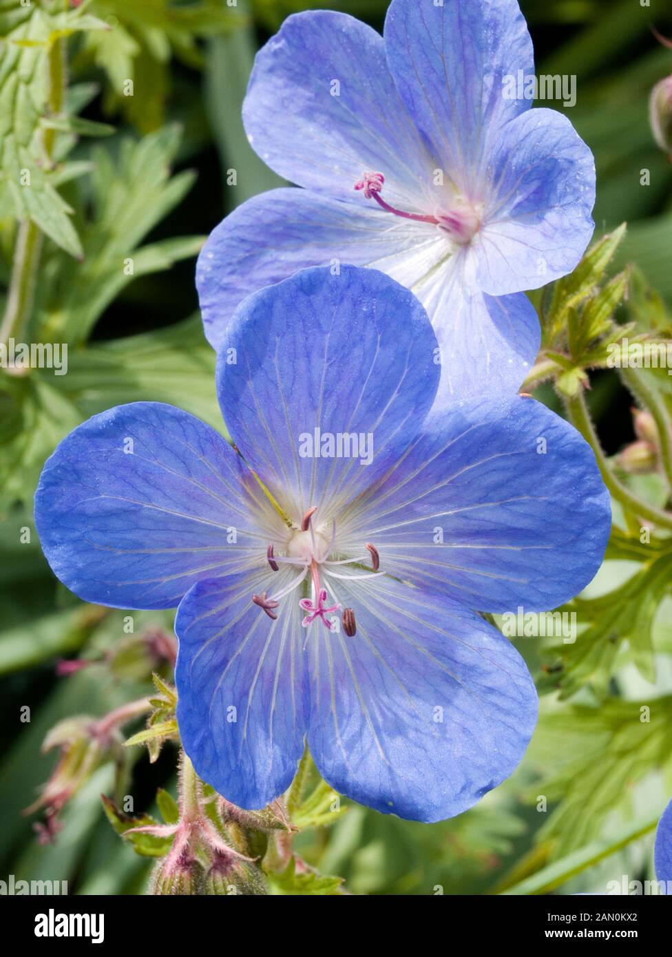 Geranium johnsons blue hi-res stock photography and images - Alamy