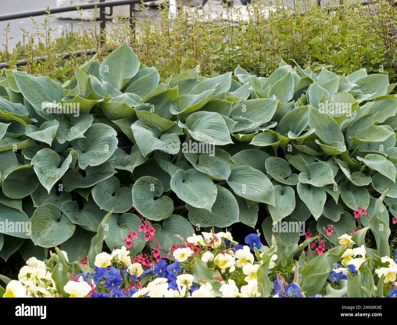 Hosta Halcyon Foliage High Resolution Stock Photography and Images - Alamy