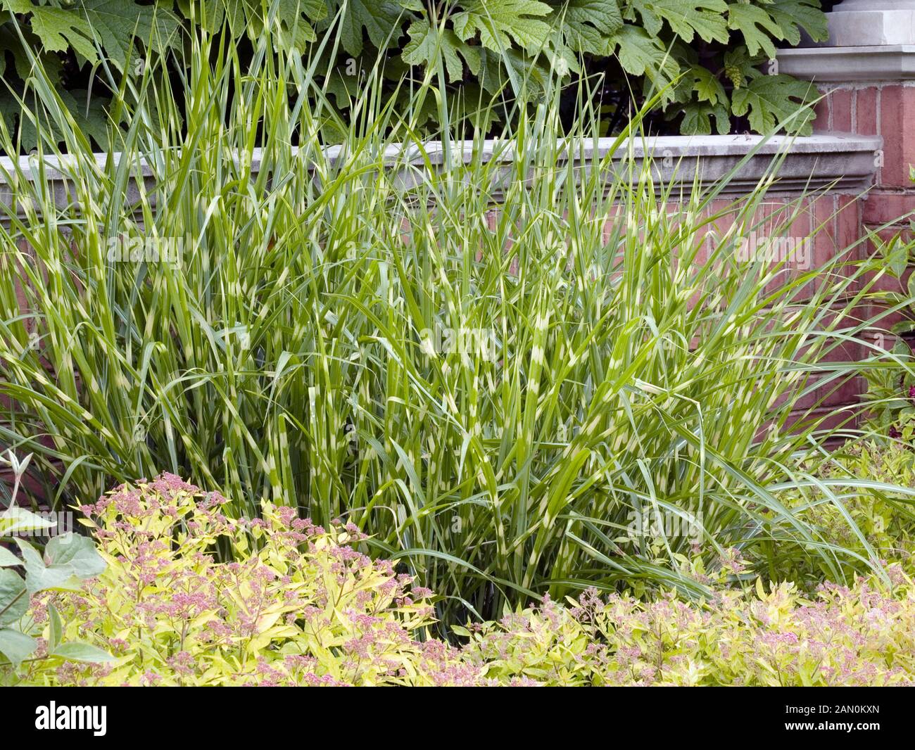 Miscanthus zebrinus hi-res stock photography and images - Alamy