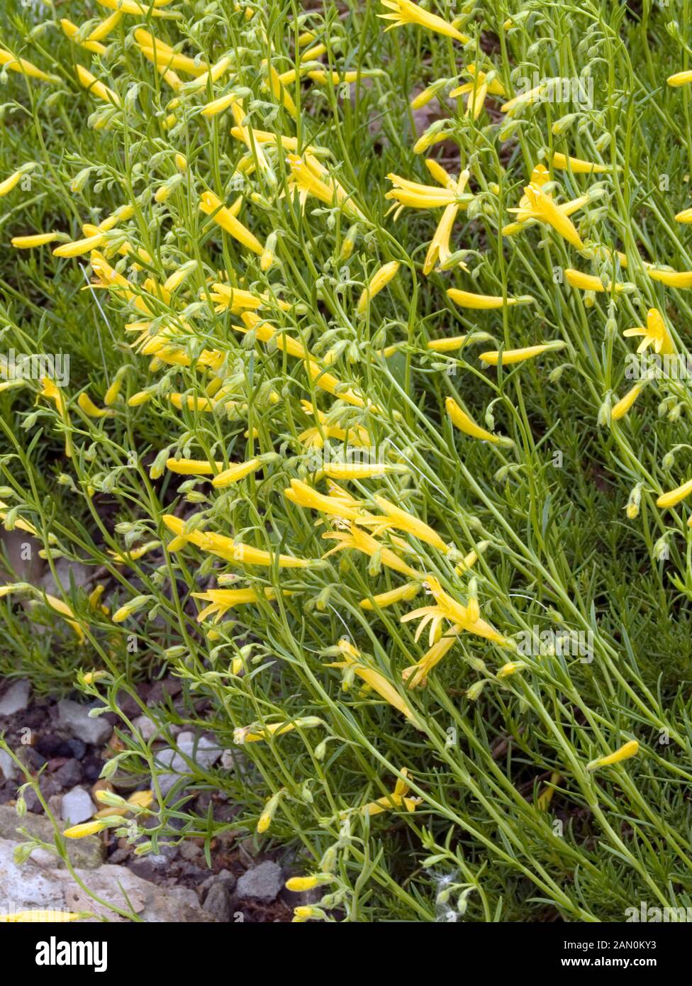 PENSTEMON PINIFOLIUS 'MERSEA YELLOW' Stock Photo - Alamy