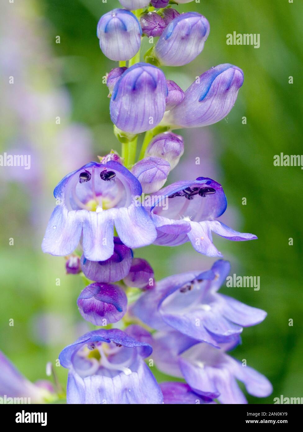 Penstemon strictus hi-res stock photography and images - Alamy