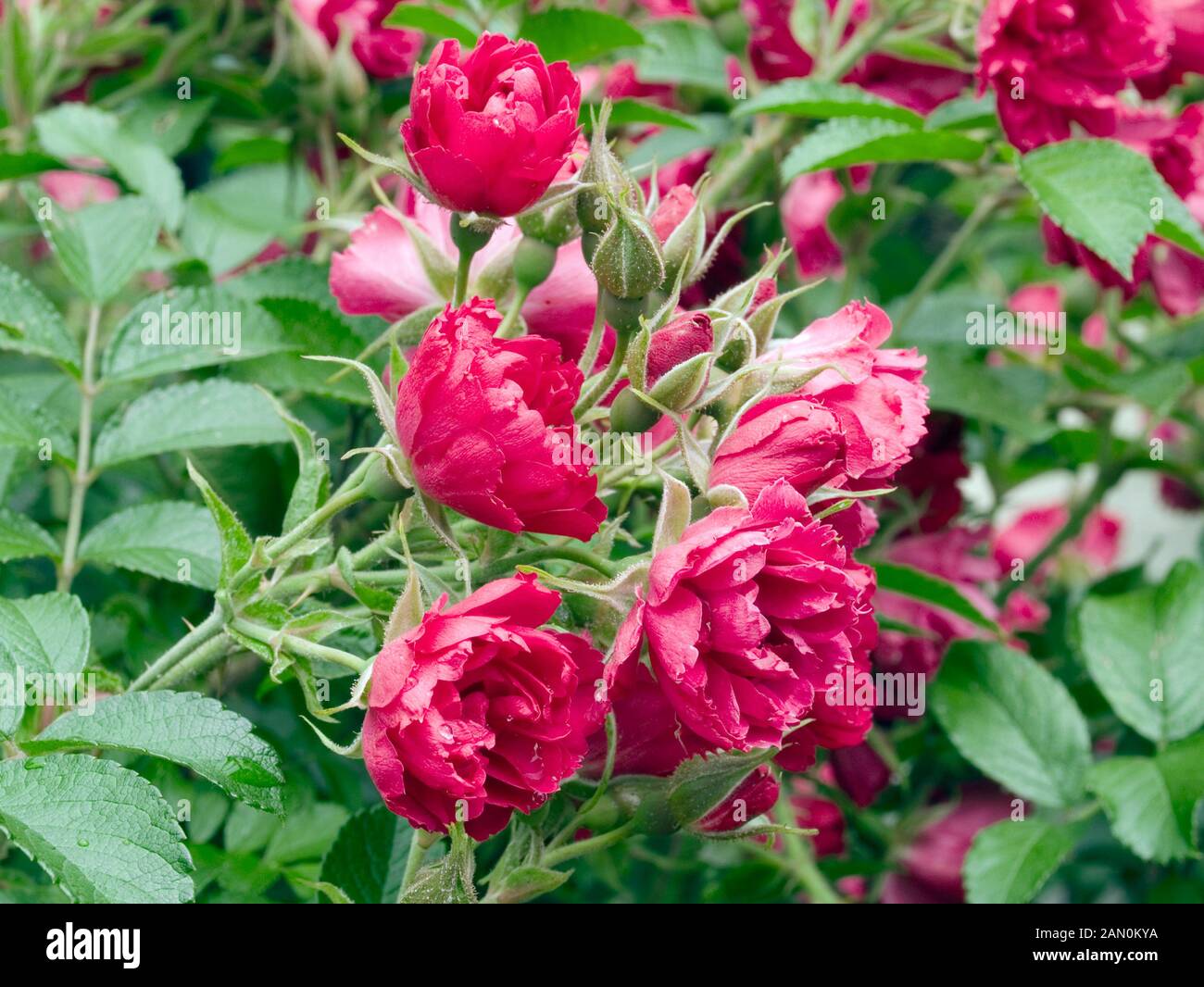 Grootendorst High Resolution Stock Photography and Images - Alamy