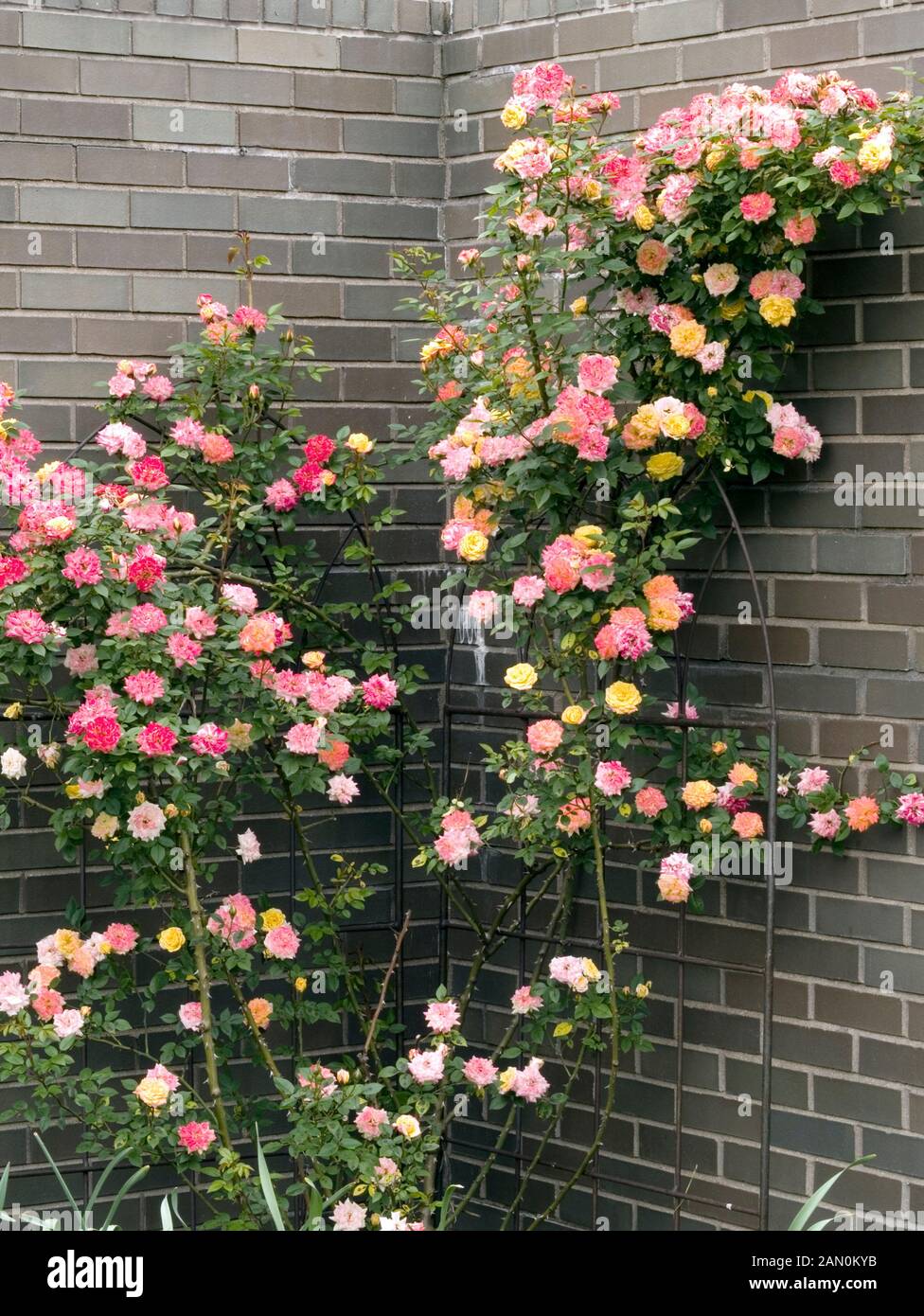 Rosa rainbow's end hi-res stock photography and images - Alamy