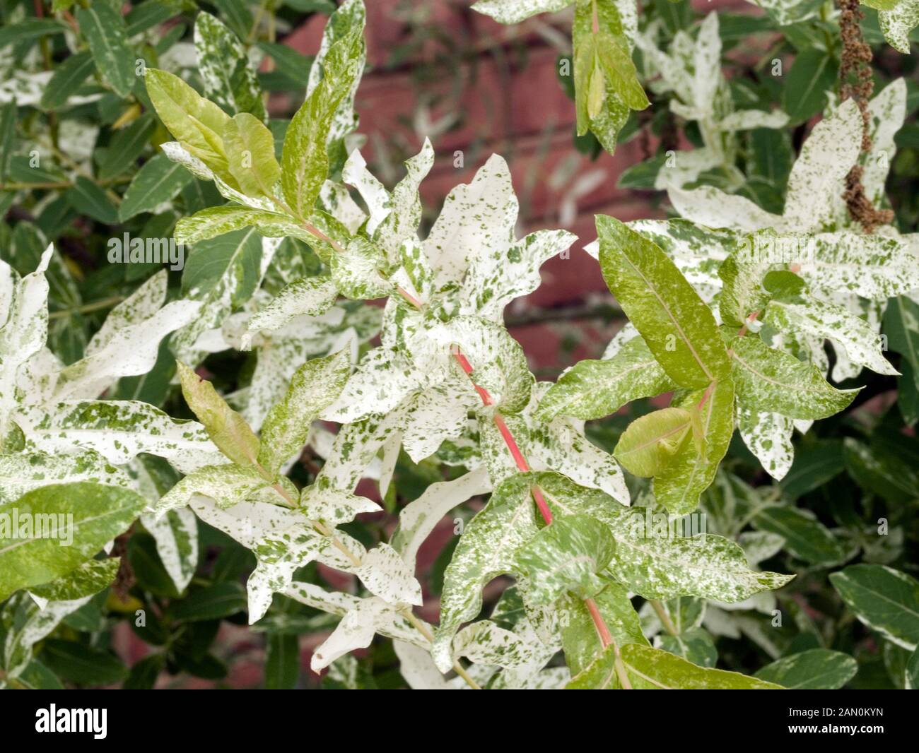 Hakuro nishiki hi-res stock photography and images - Alamy