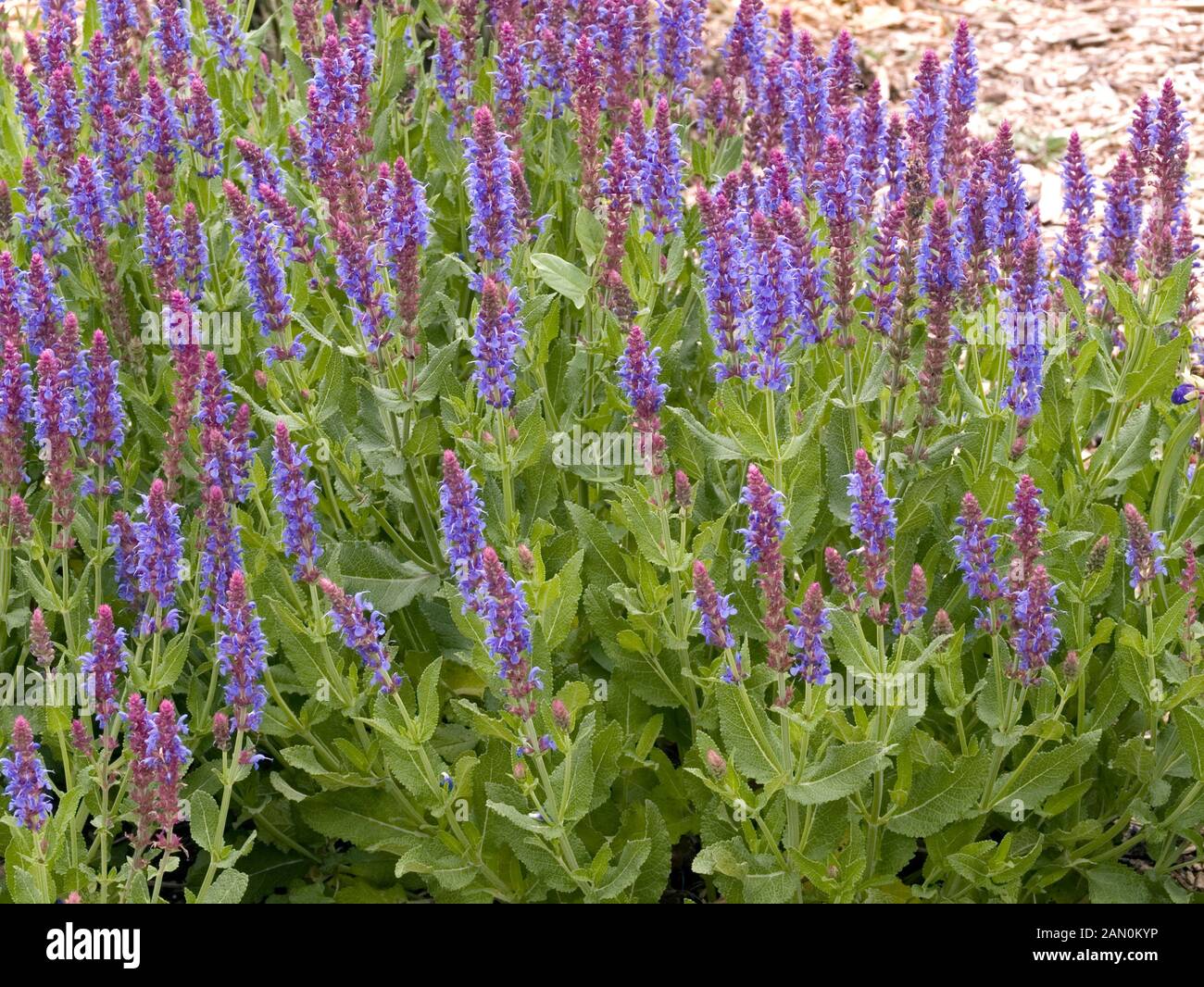 Salvia sylvestris blue hill hi-res stock photography and images - Alamy