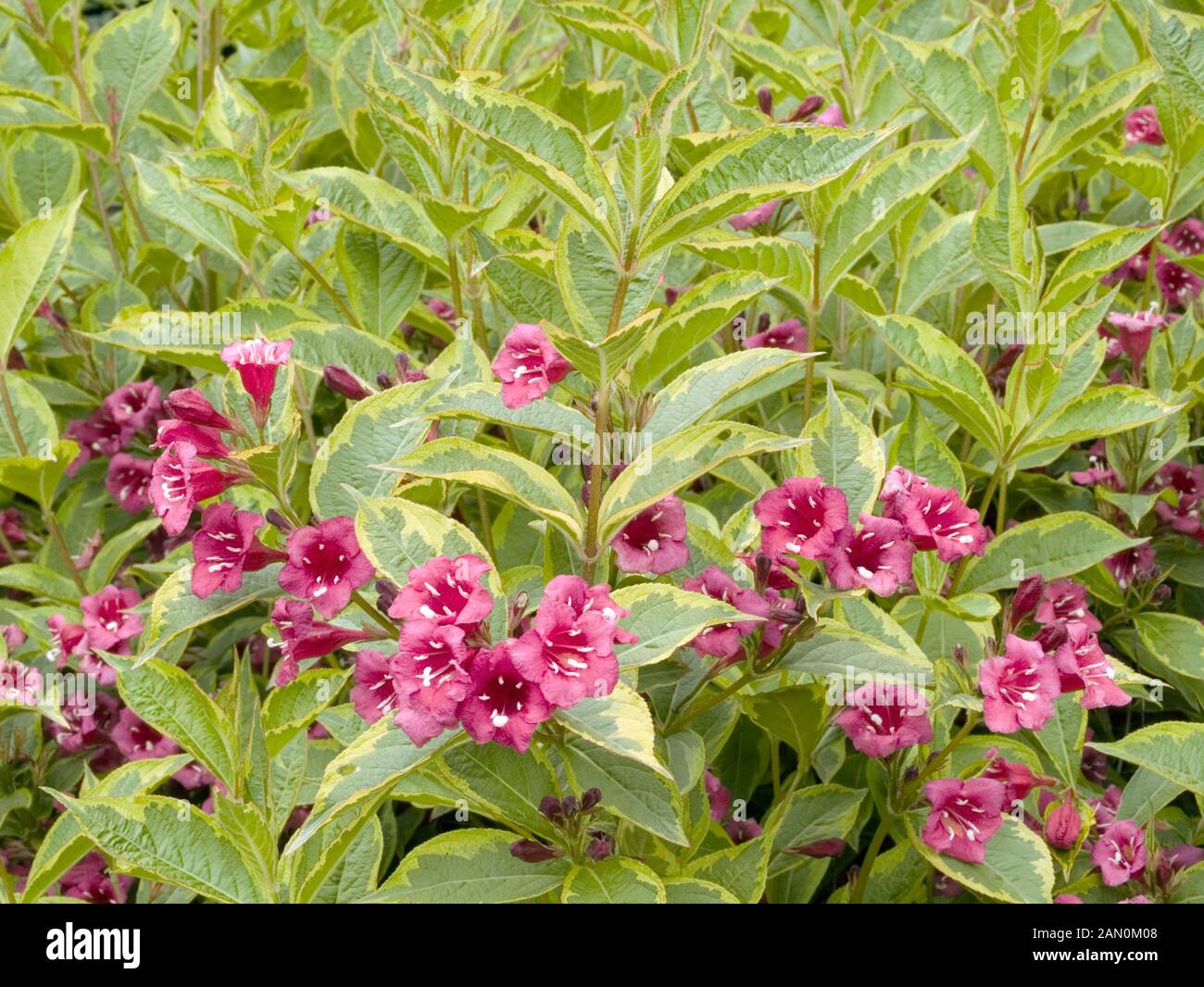 Weigela French Lace