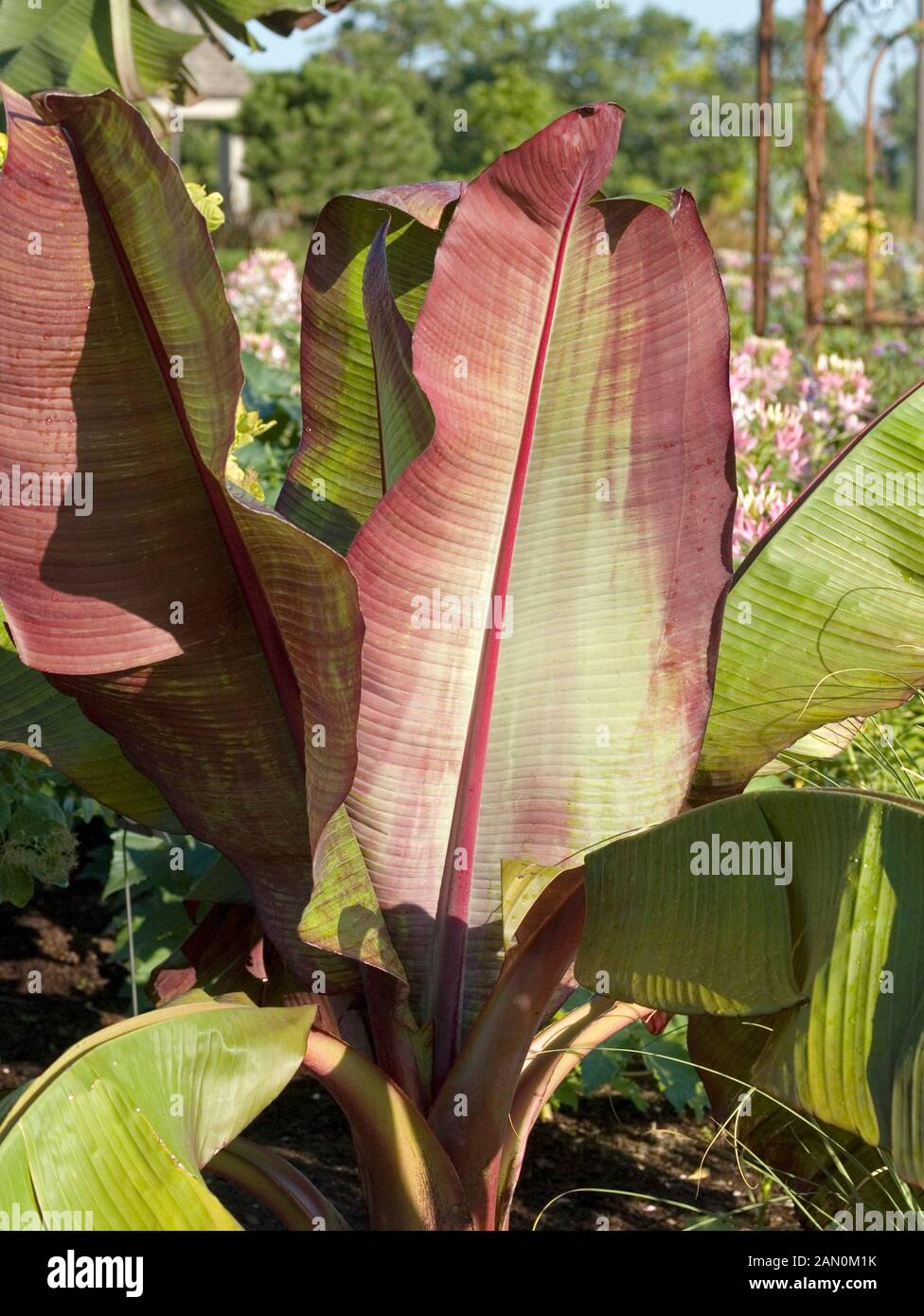 Maurelii red abyssinian banana hi-res stock photography and images - Alamy