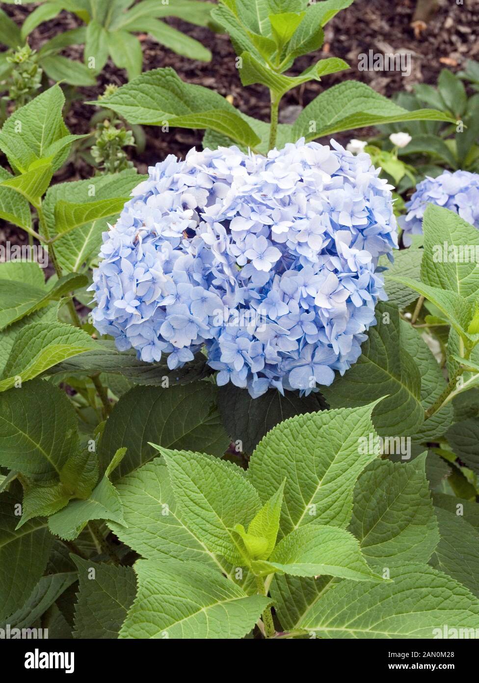 Endless summer hydrangea hi-res stock photography and images - Alamy