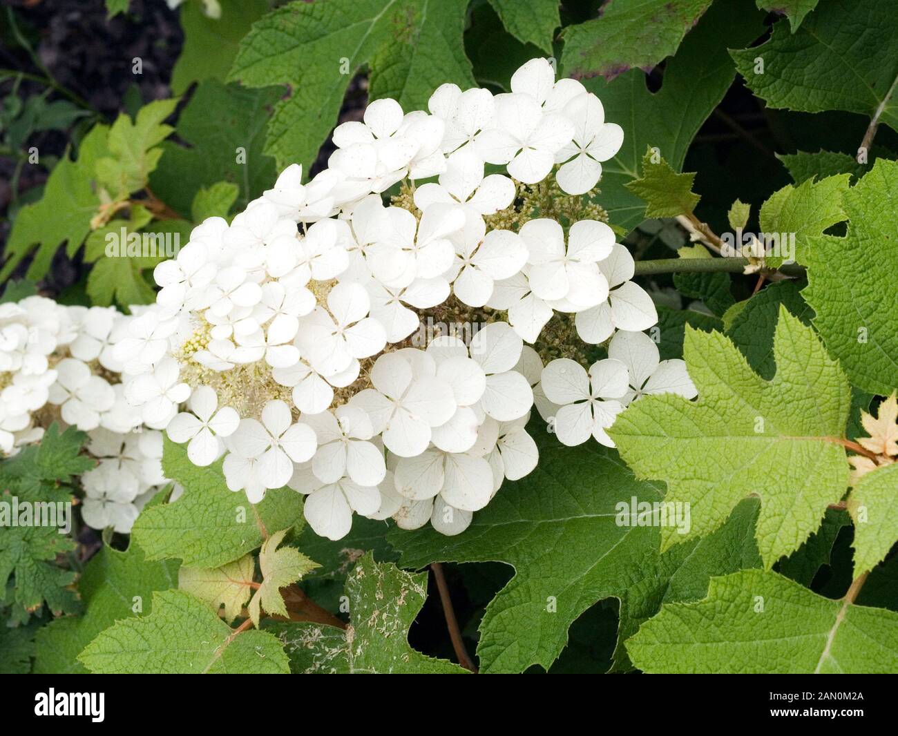 HYDRANGEA QUERCIFOLIA (OAK LEAF HYDRANGEA Stock Photo - Alamy