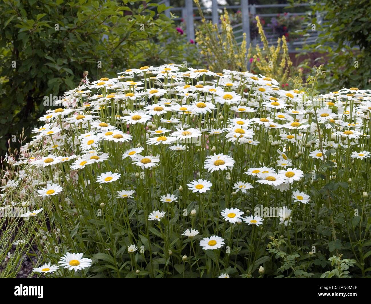Leucanthemum superbum shasta daisy hi-res stock photography and images ...