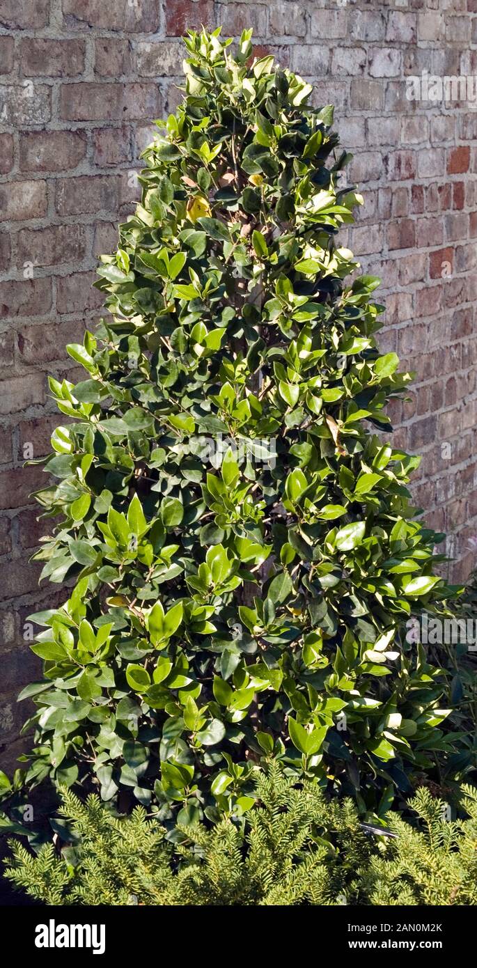 LIGUSTRUM JAPONICUM TEXANUM (WAXLEAF Stock Photo - Alamy