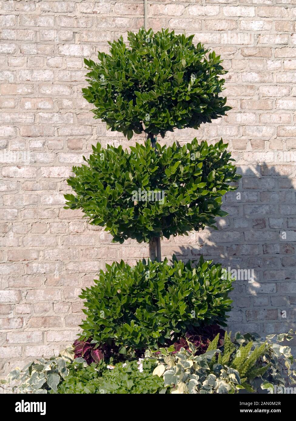 LIGUSTRUM JAPONICUM TEXANUM (WAXLEAF Stock Photo - Alamy