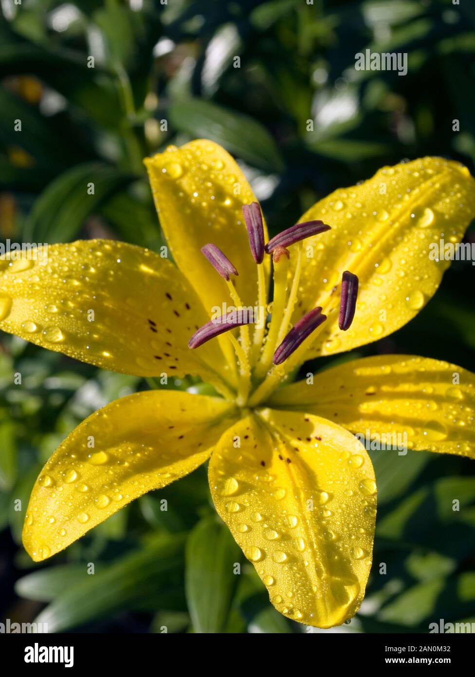 Lilium sunray hi-res stock photography and images - Alamy