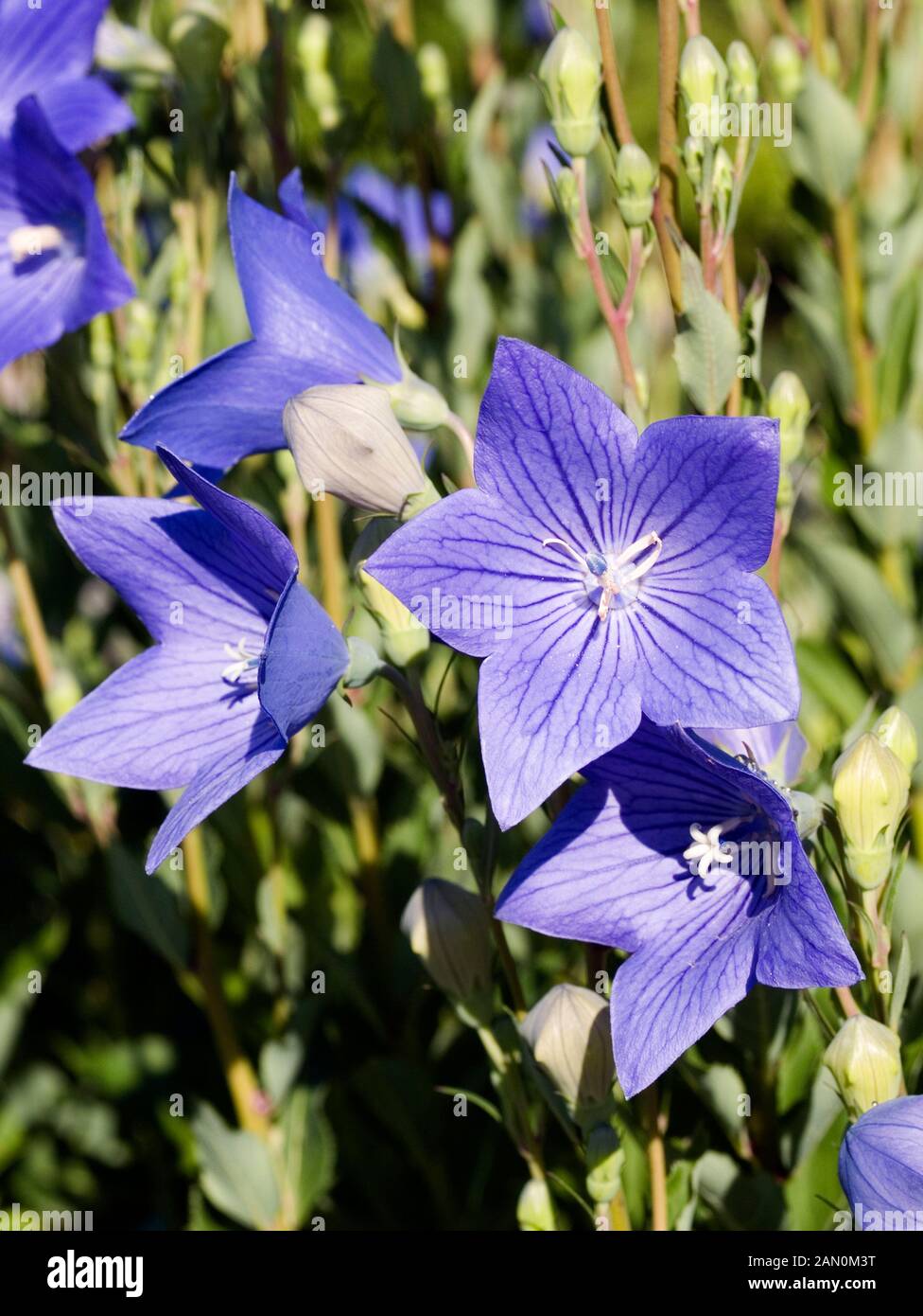 Platycodon grandiflora hi-res stock photography and images - Alamy