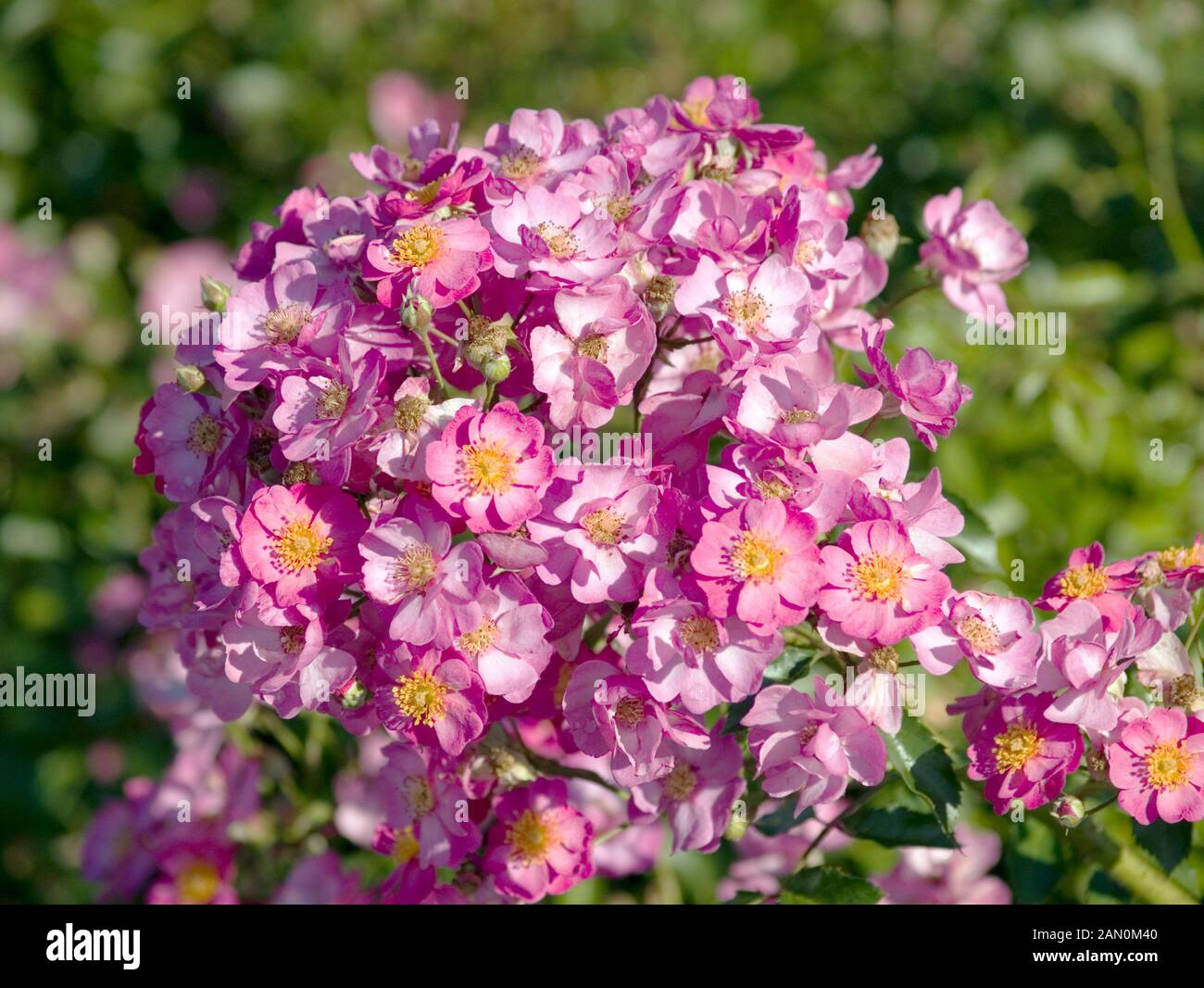 ROSA ''DAY DREAM'' SHRUB COMPACT ROSE Stock Photo - Alamy