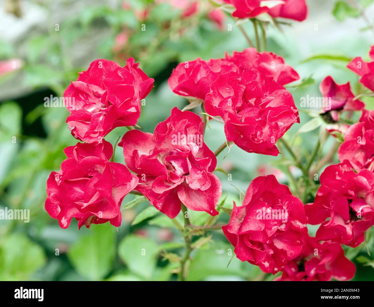 ROSA ''MYSTIC FAIRY'' Stock Photo - Alamy