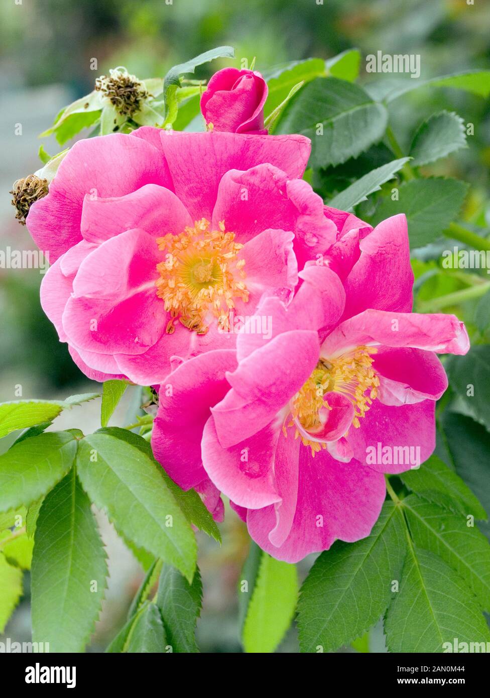 William baffin hi-res stock photography and images - Alamy