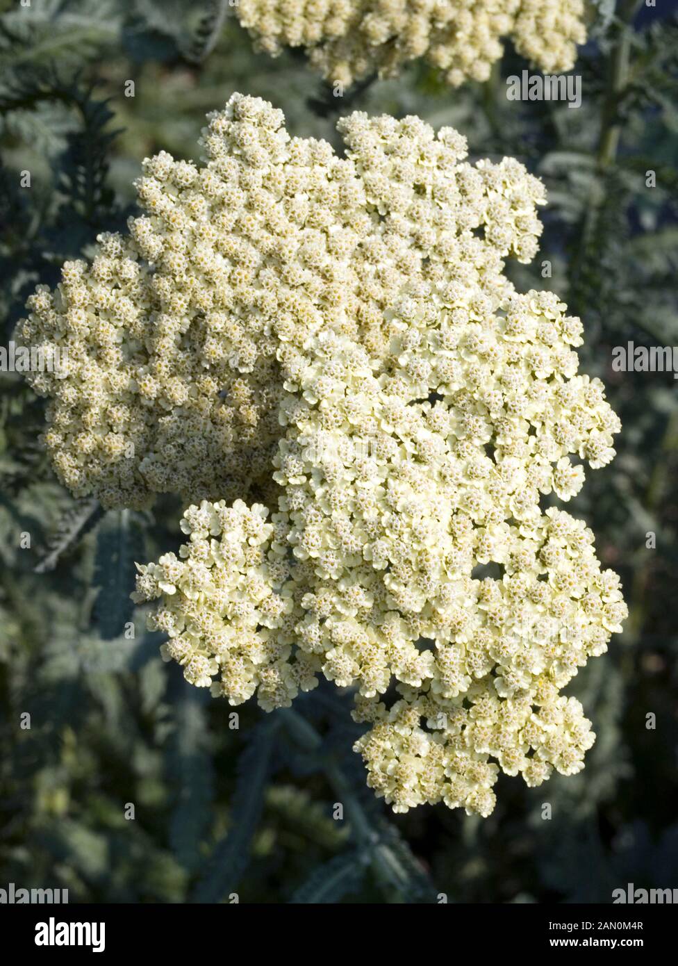 Achillea anthea hi-res stock photography and images - Alamy