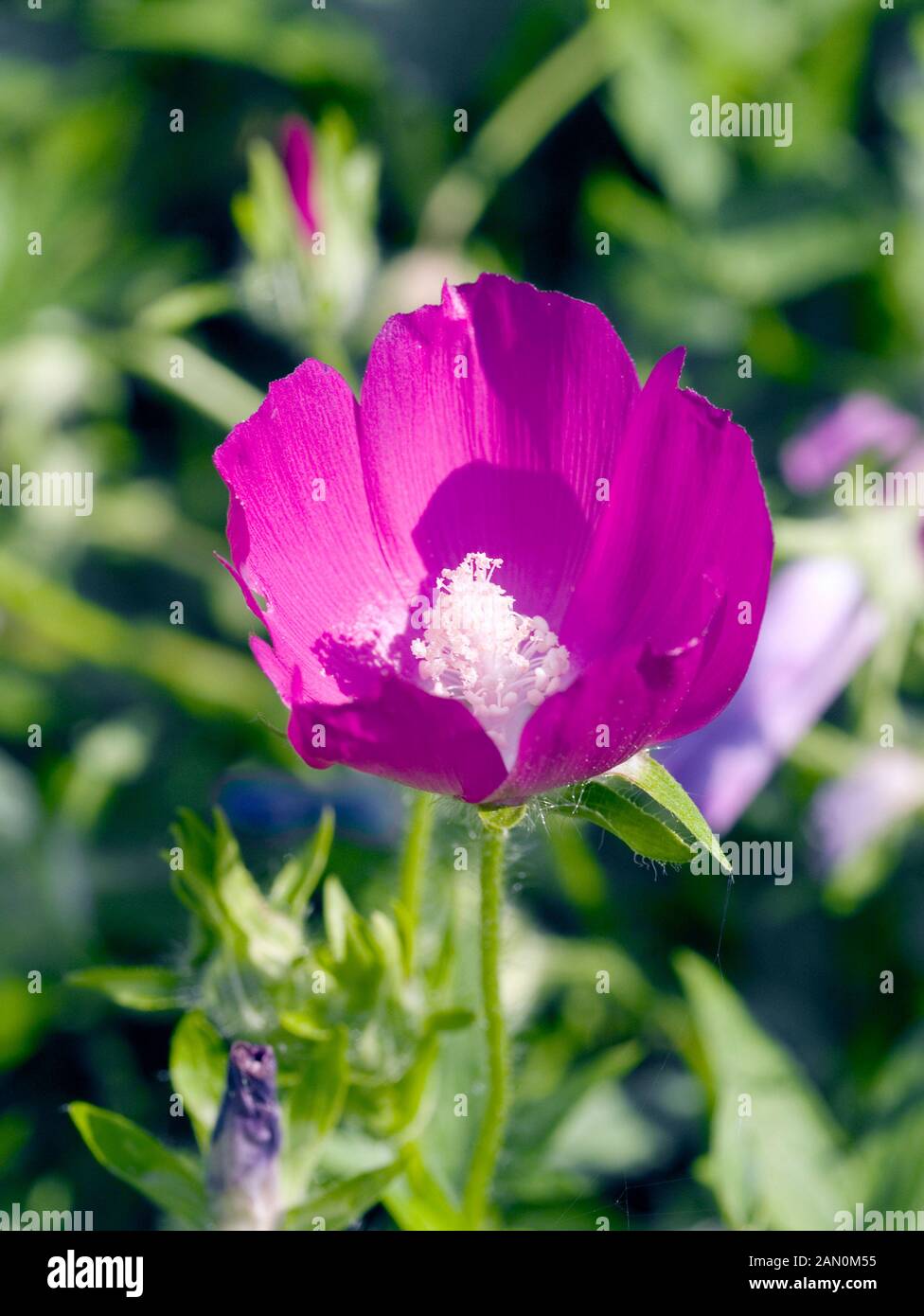 Callirhoe Involucrata High Resolution Stock Photography and Images - Alamy