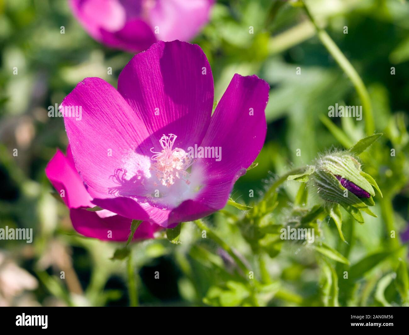 Callirhoe involucrata hi-res stock photography and images - Alamy
