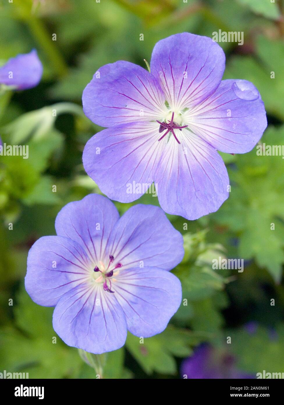 Geranium rozanne hi-res stock photography and images - Alamy