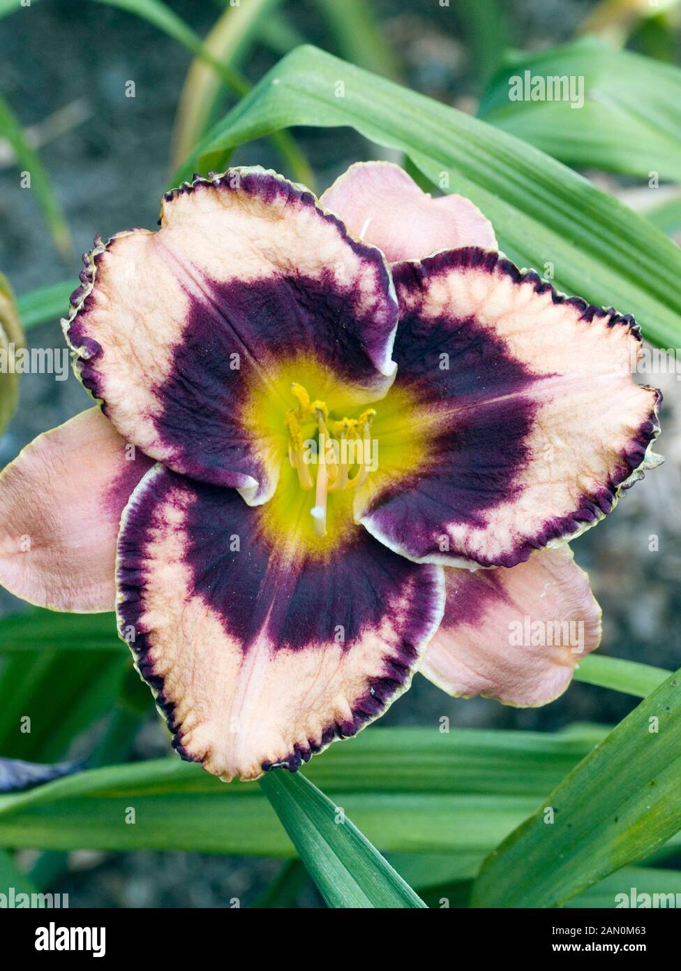 Awsome flowers hi-res stock photography and images - Alamy
