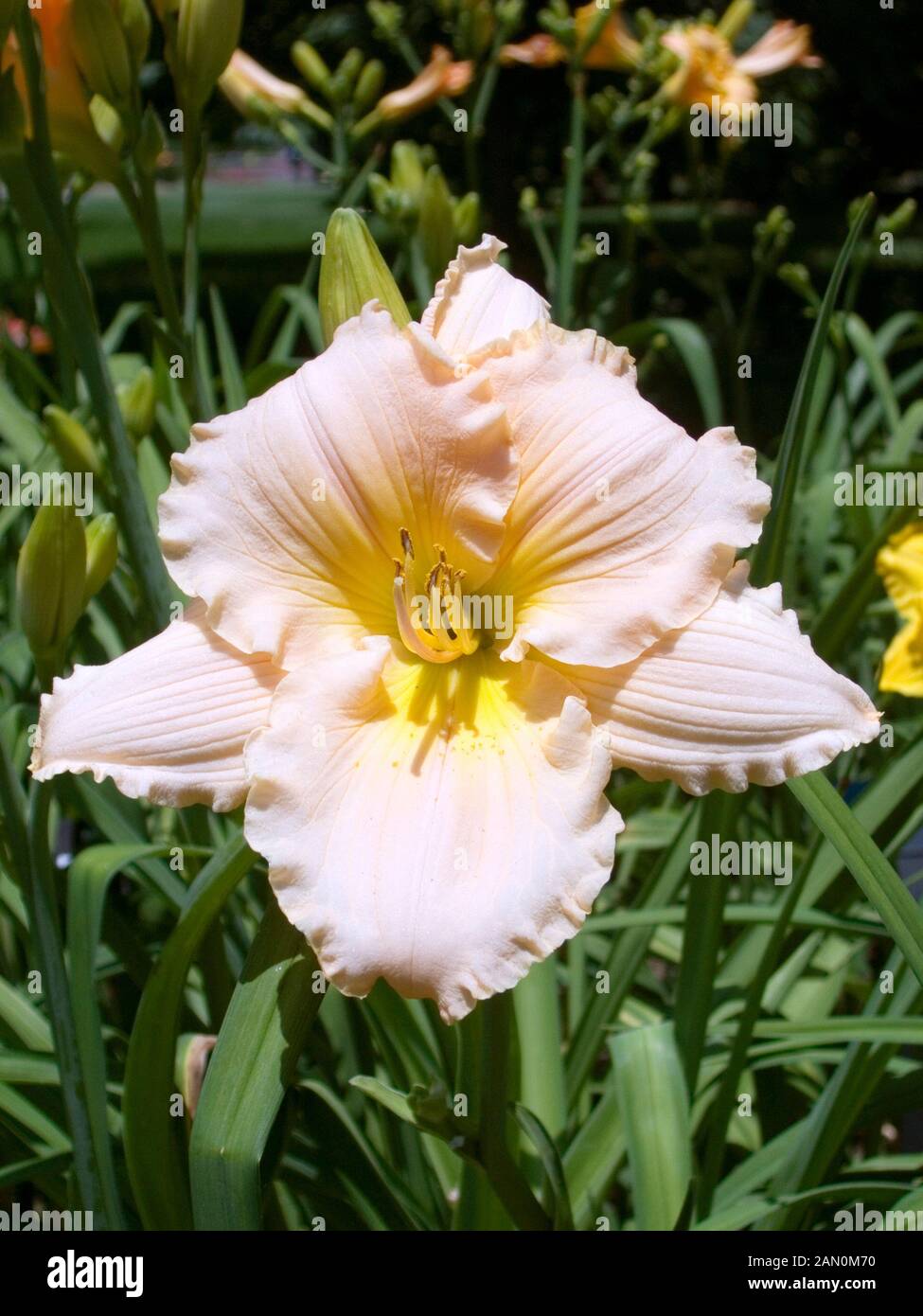 Hemerocallis fairy tale pink hi-res stock photography and images - Alamy