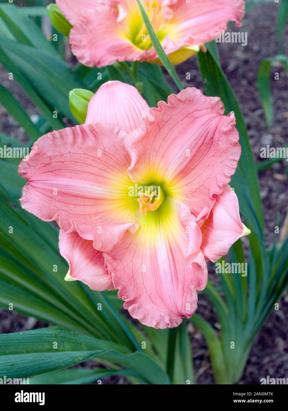 Prairie lily hi-res stock photography and images - Alamy