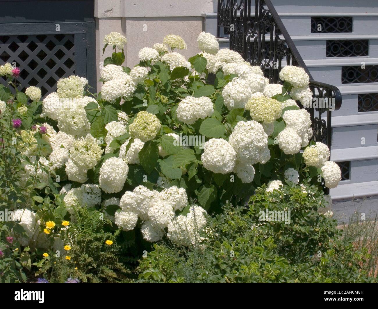 Hydrangea arborescens annabelle hi-res stock photography and images - Alamy