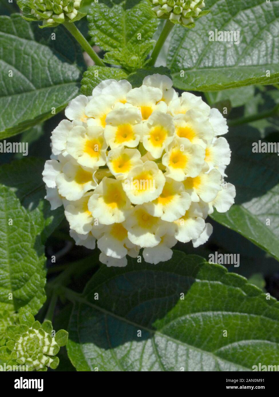 Lucky lemon cream hi-res stock photography and images - Alamy