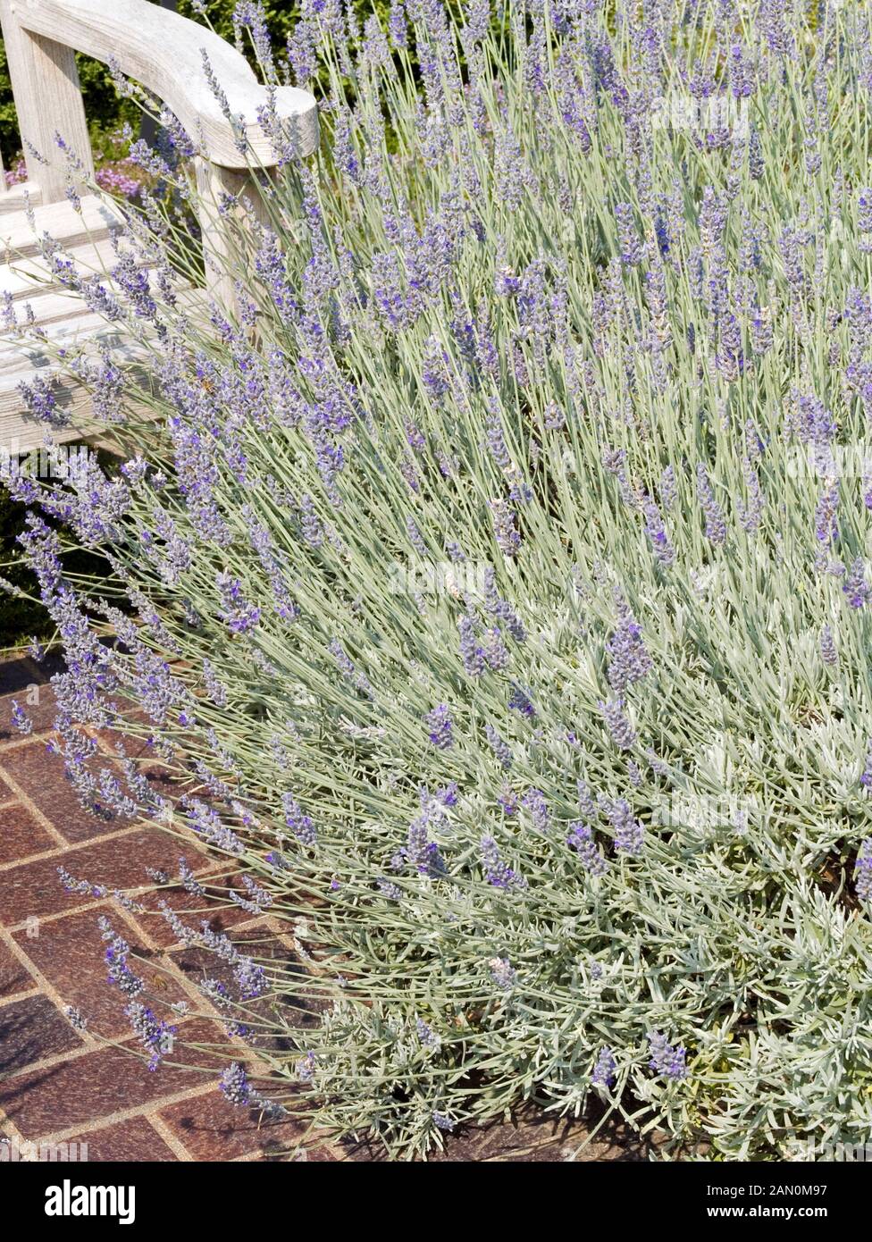 Silver frost hi-res stock photography and images - Alamy