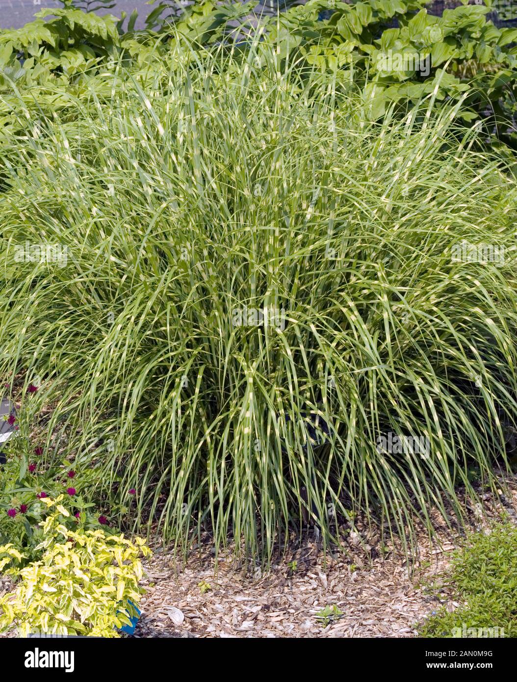 Miscanthus sinensis little zebra hi-res stock photography and images ...