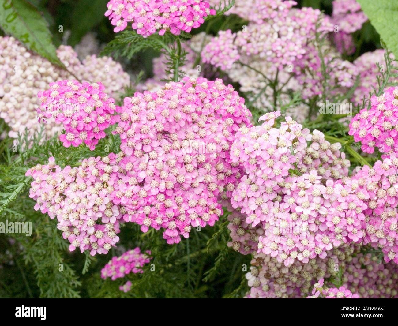 Achillea millefolium montrose rose hi-res stock photography and images ...