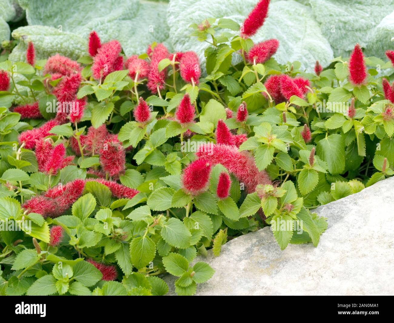ACALYPHA HISPIDA REPENS Stock Photo - Alamy