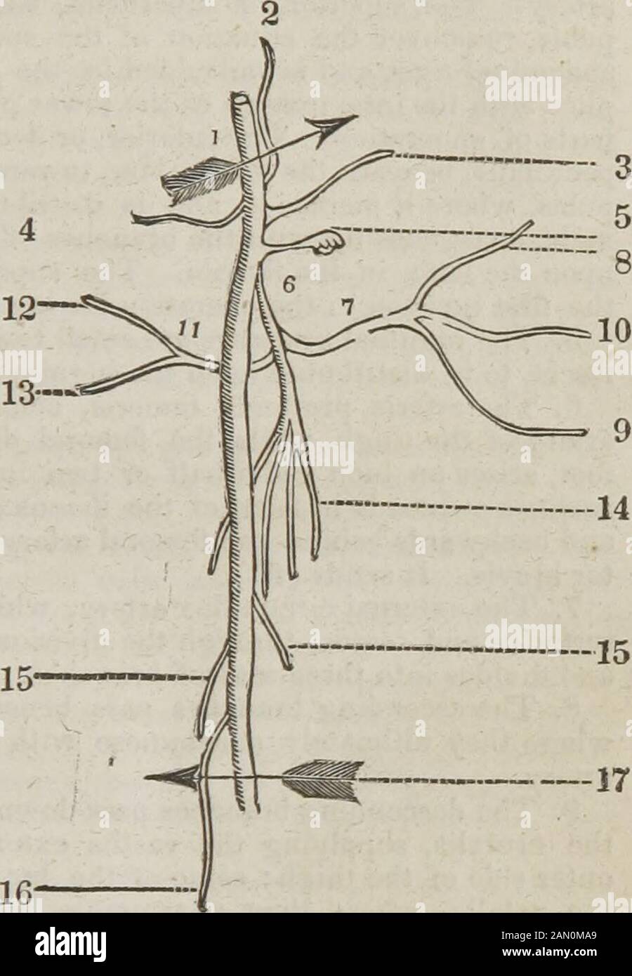The dissector's guide, or, Student's companion : illustrated by ...