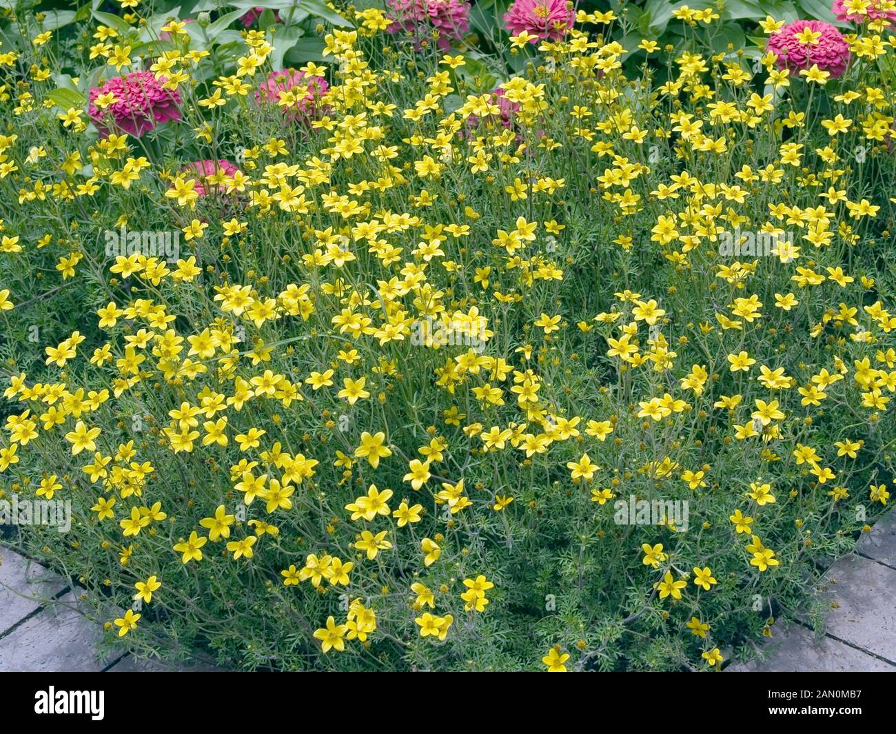 BIDENS FERULIFOLIA GOLDEN STAR Stock Photo - Alamy